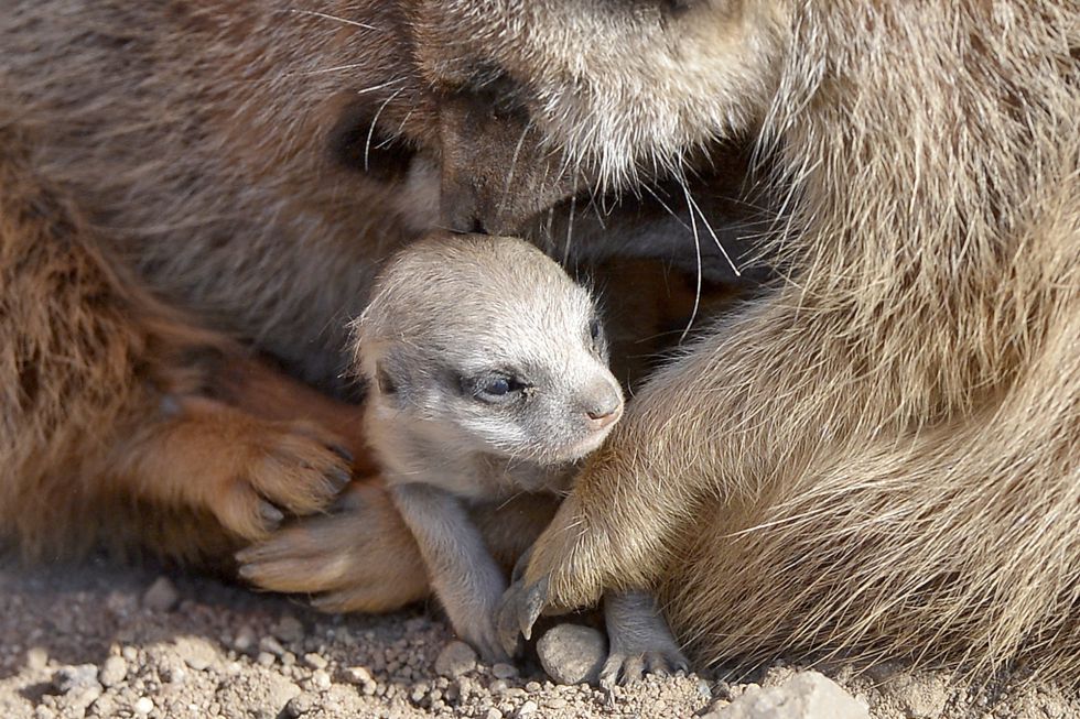 Fotos: Mamás y crías | Sociedad | EL PAÍS