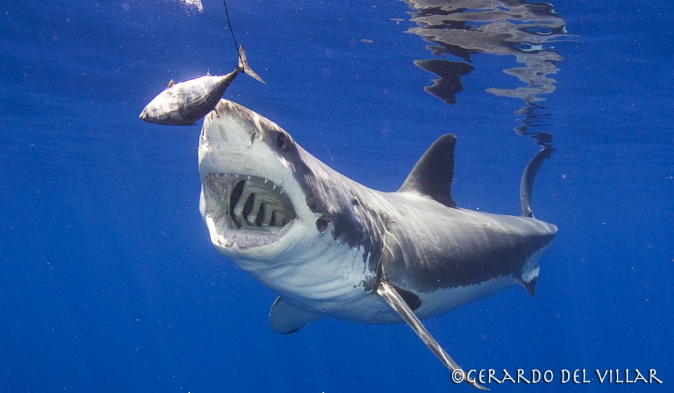 Fotos: Los tiburones más letales | Sociedad | EL PAÍS